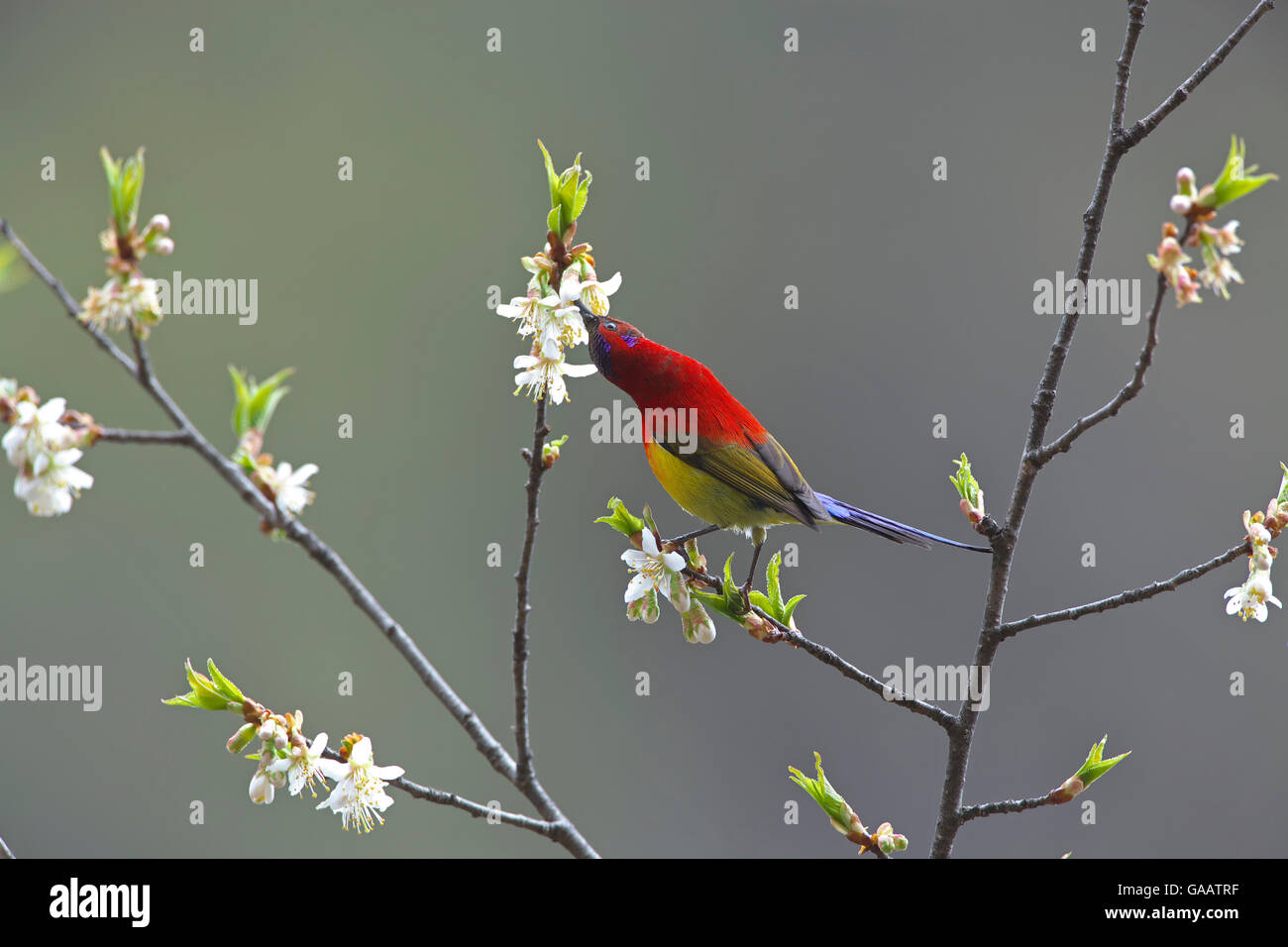 Chinese birds and flowers hi-res stock photography and images - Alamy