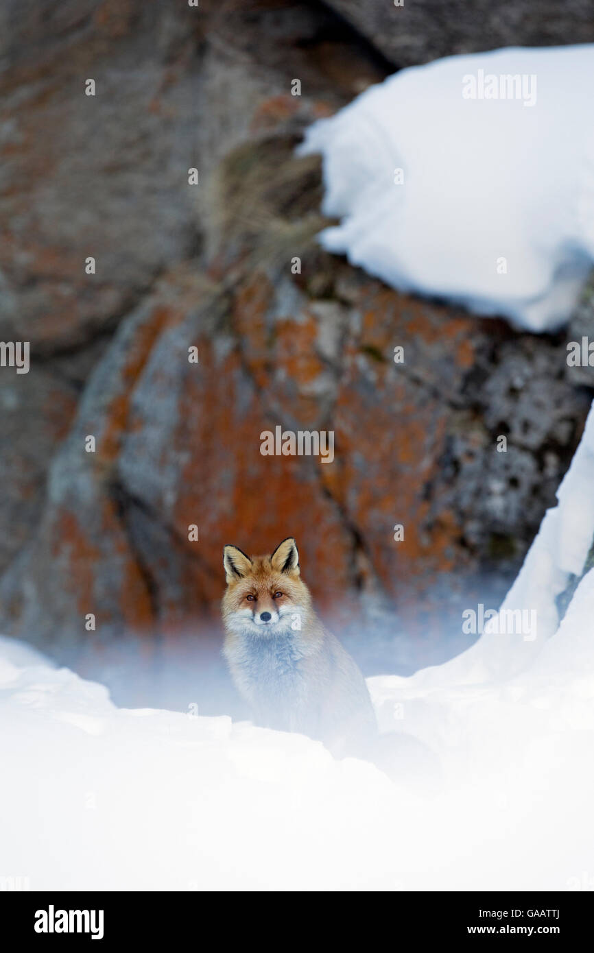 European red fox (Vulpes vulpes crucigera) in deep snow in front of ...