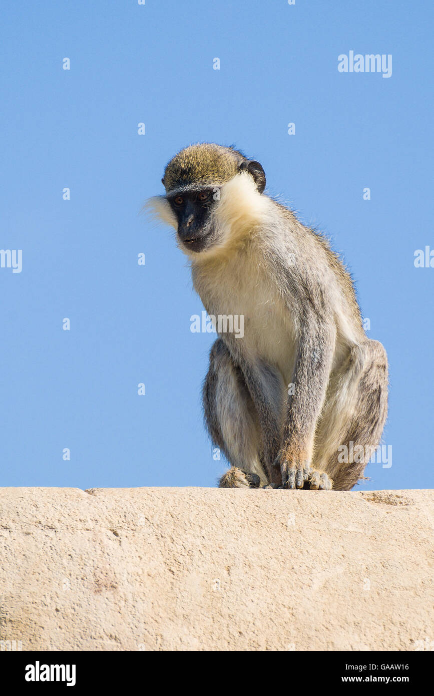 Black faced monkey hi-res stock photography and images - Alamy