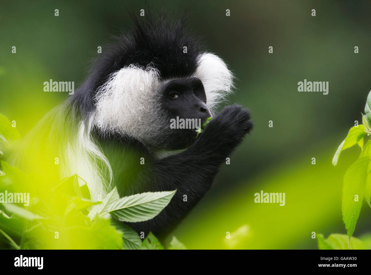 Cercopithecus thomasi hi-res stock photography and images - Alamy