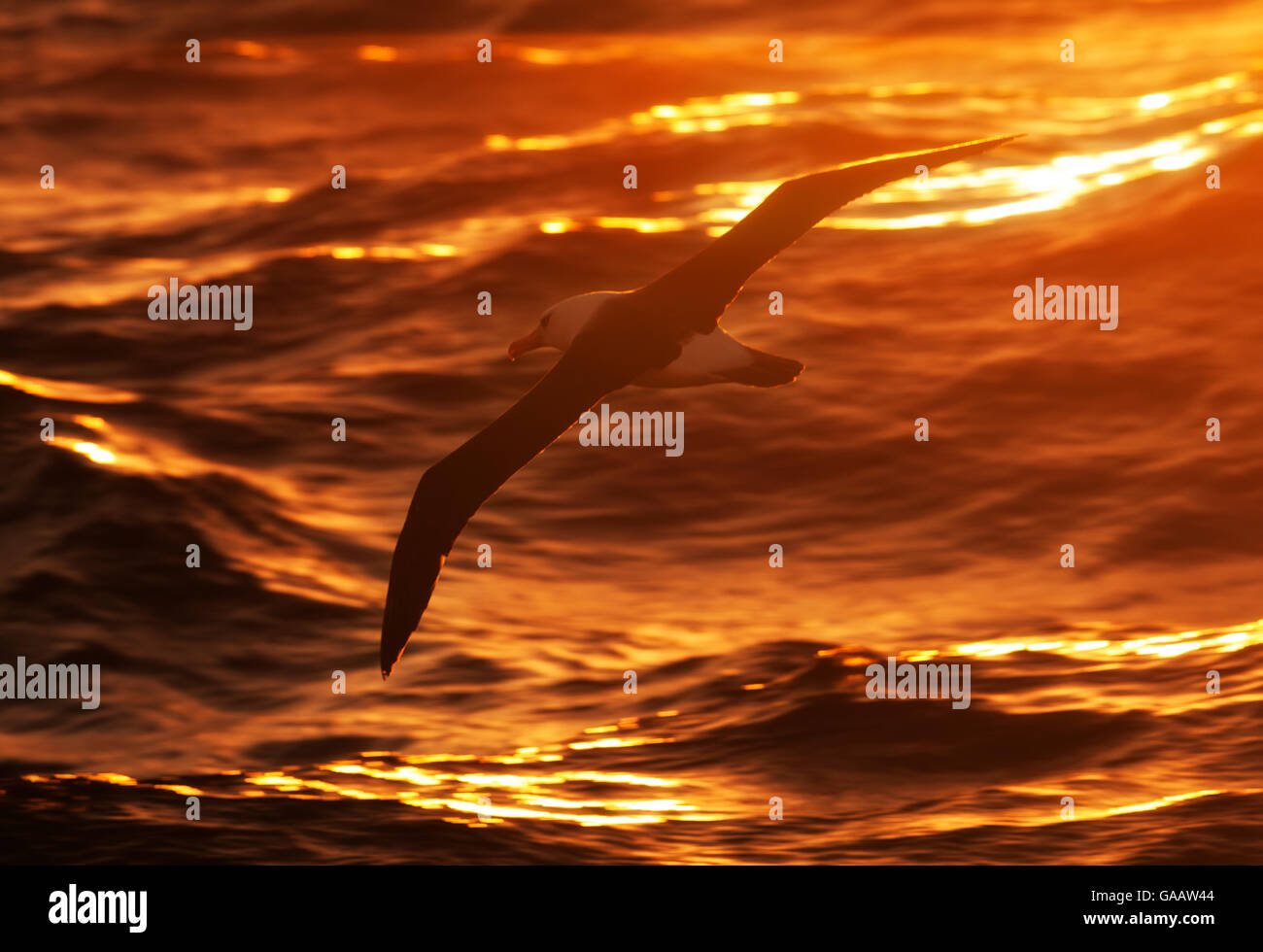 Campbell albatross (Thalassarche impavida) in flight, silhouetted at ...