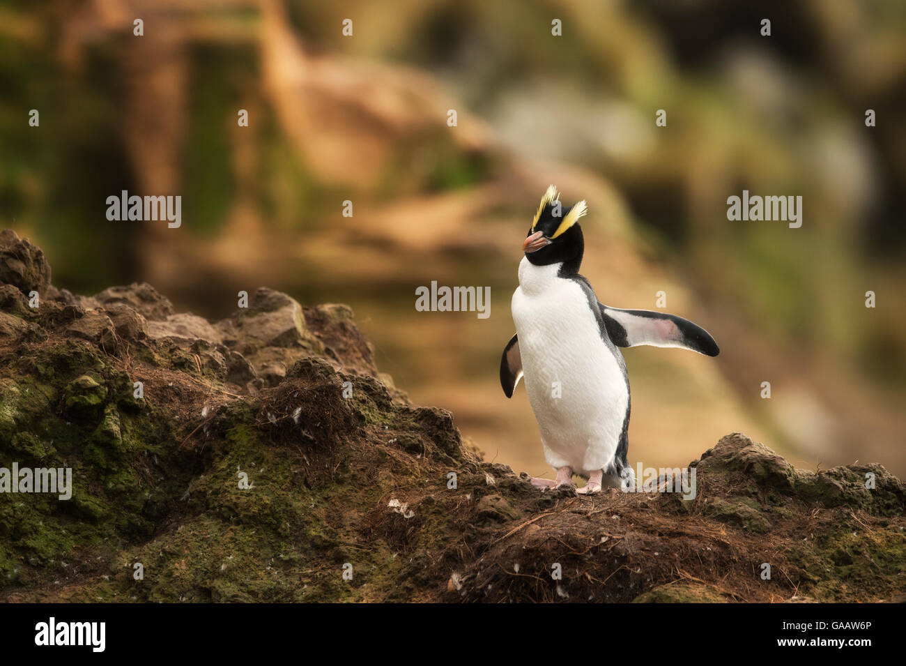 Erect-crested penguin (Eudyptes sclateri) portrait on rocks, Antipodes ...