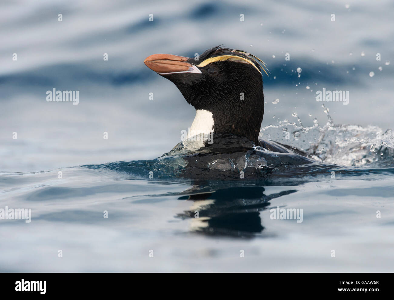 Erect-crested penguin (Eudyptes sclateri) surfacing near Bounty Island ...