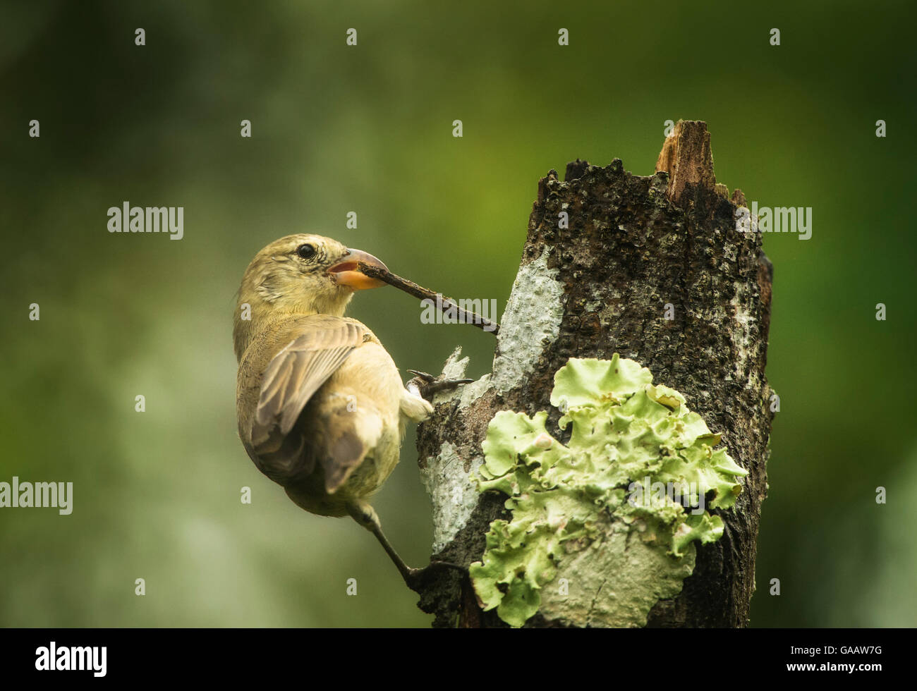 Woodpecker finch (Camarhynchus pallidus) using stick as a tool for ...