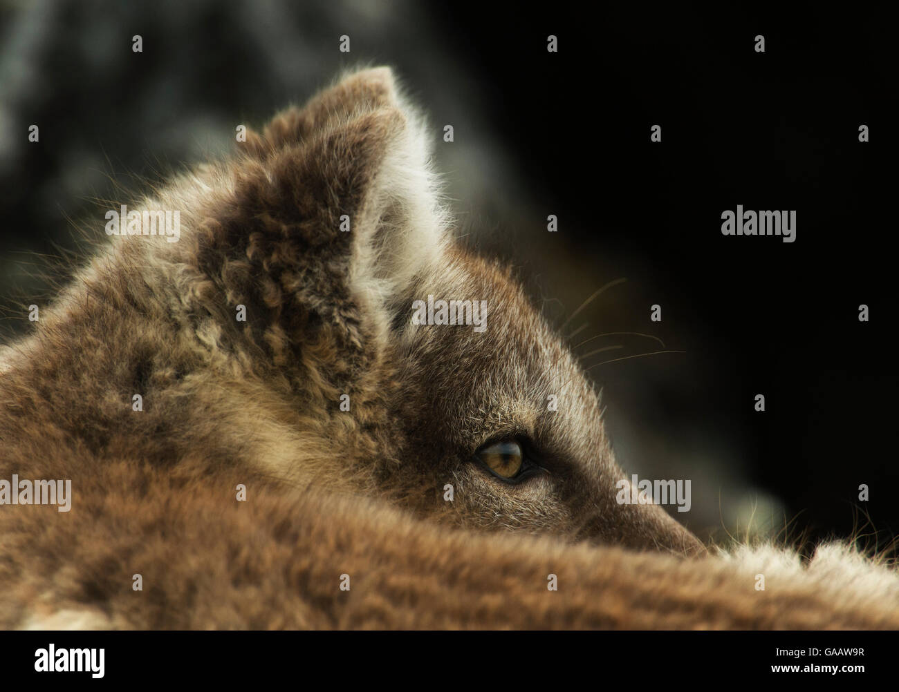 Arctic fox (Alopex lagopus lagopus) in summer fur, close up portrait ...