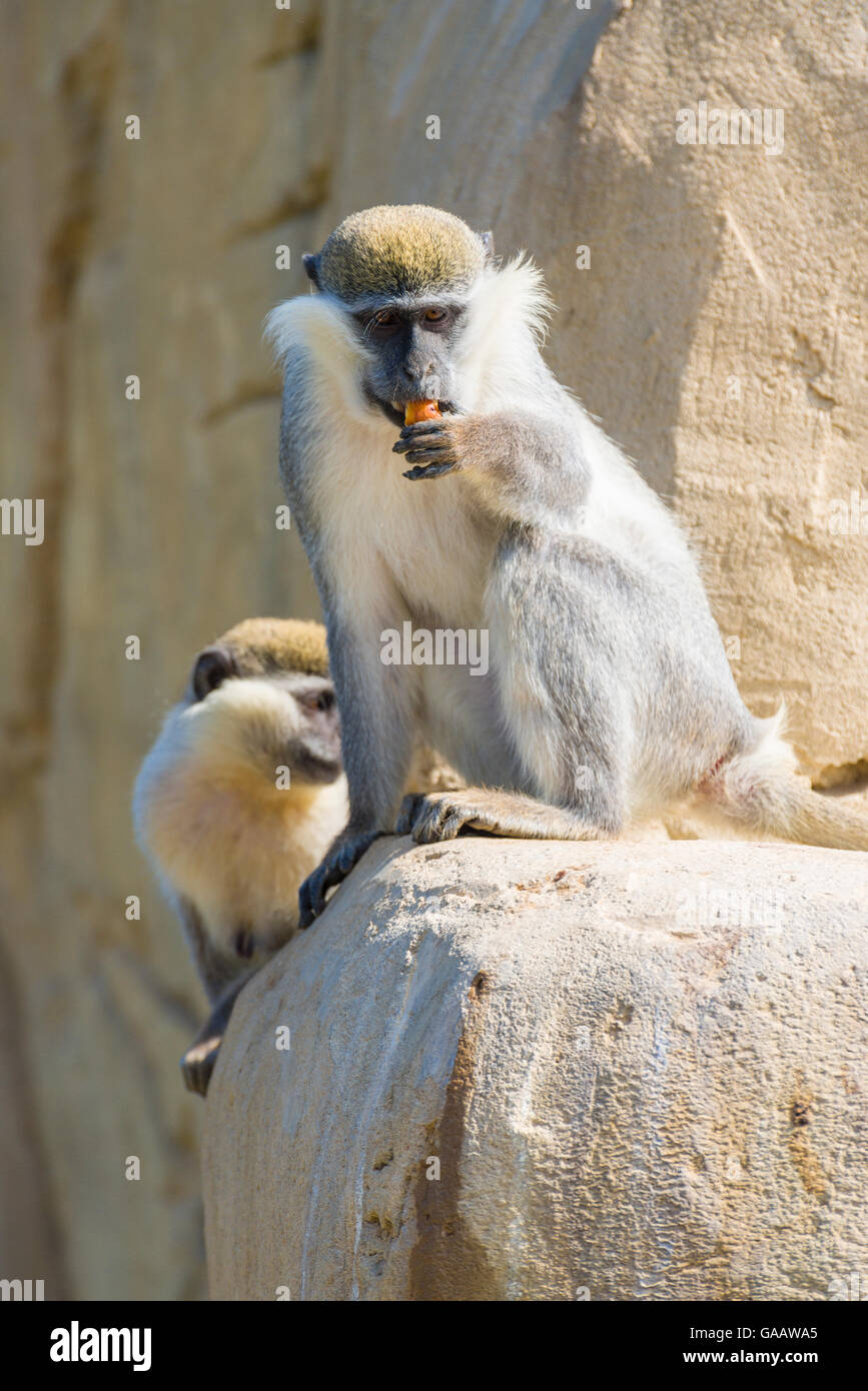 A Black Faced Vervet Monkey Eating Food Stock Photo - Alamy