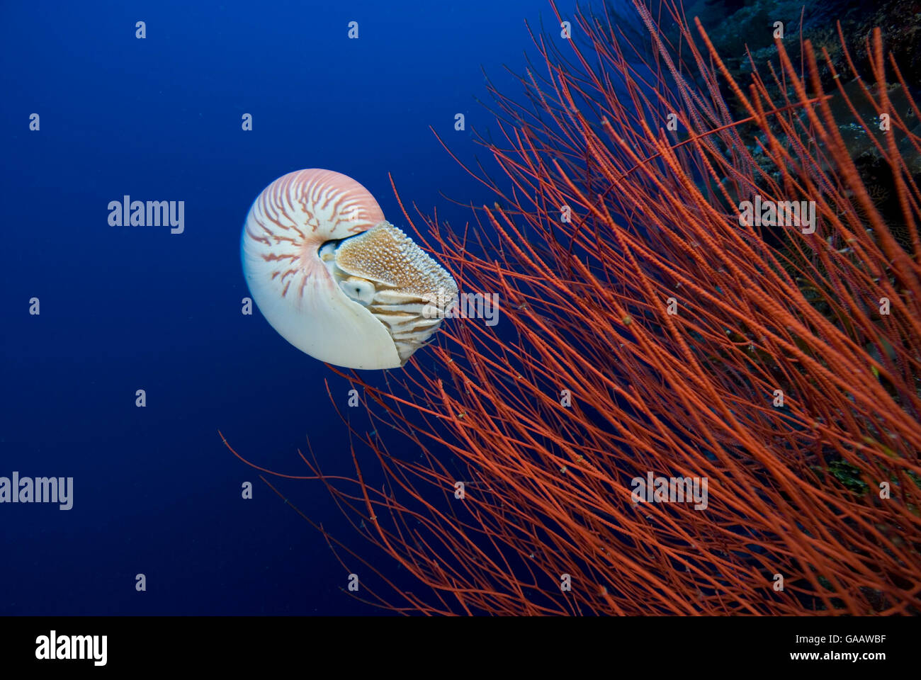 Nautiloid hi-res stock photography and images - Alamy