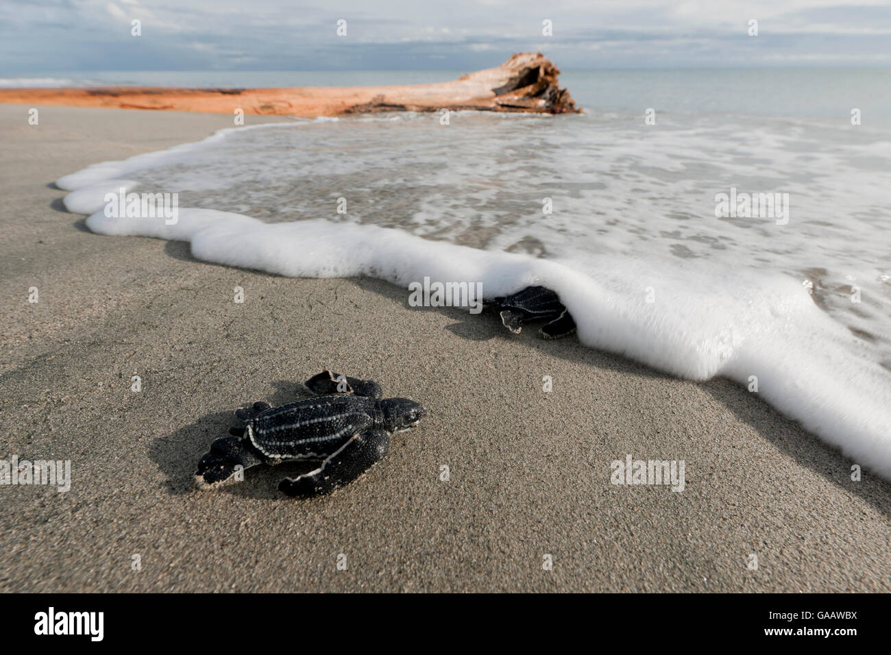 Leatherback turtles hi-res stock photography and images - Alamy