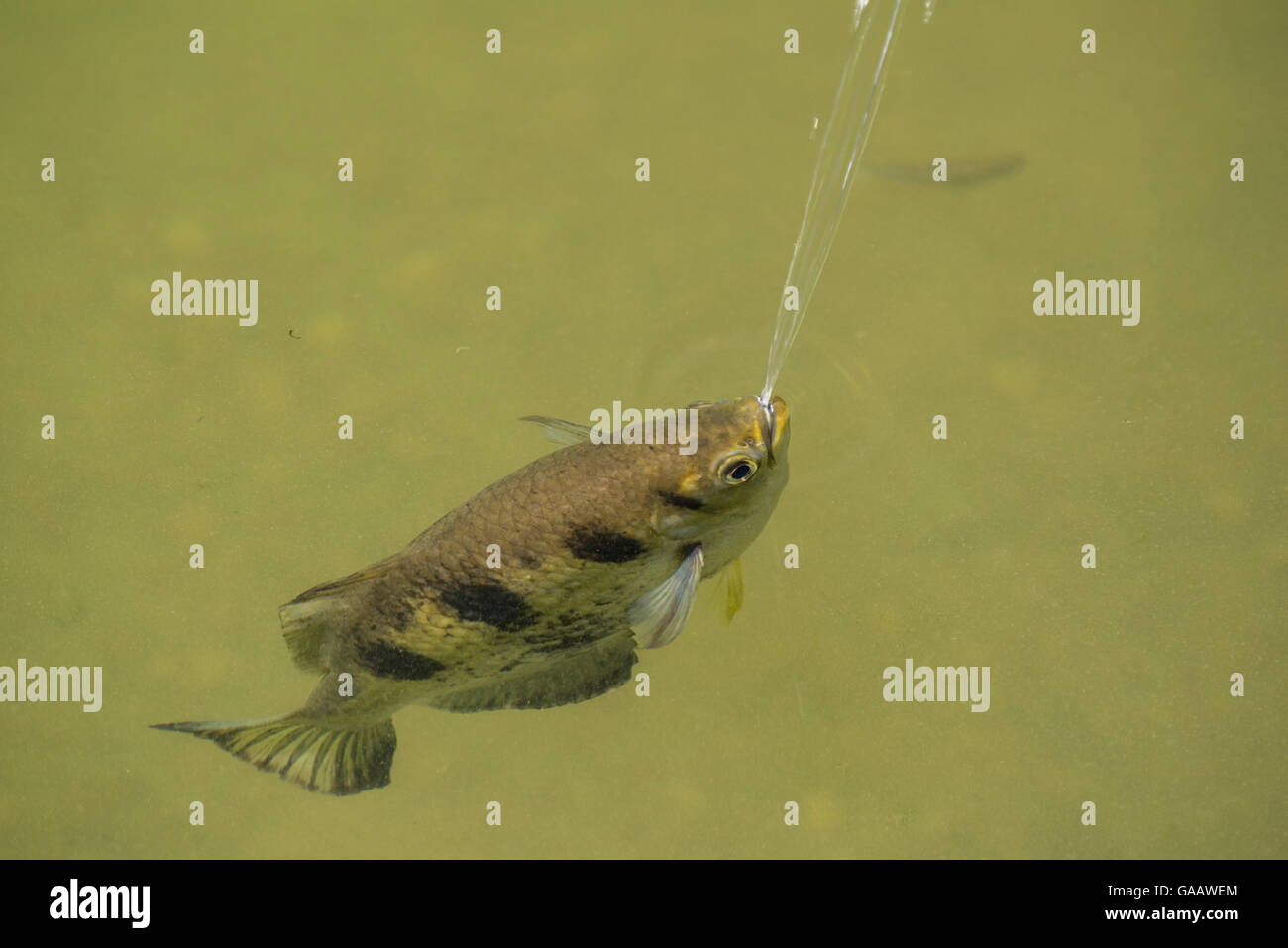 Banded archer fish spitting water hi-res stock photography and images ...