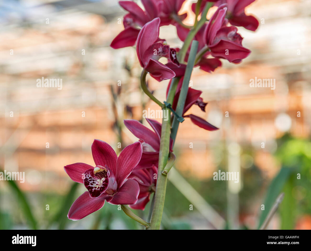 Red orchid production hi-res stock photography and images - Alamy