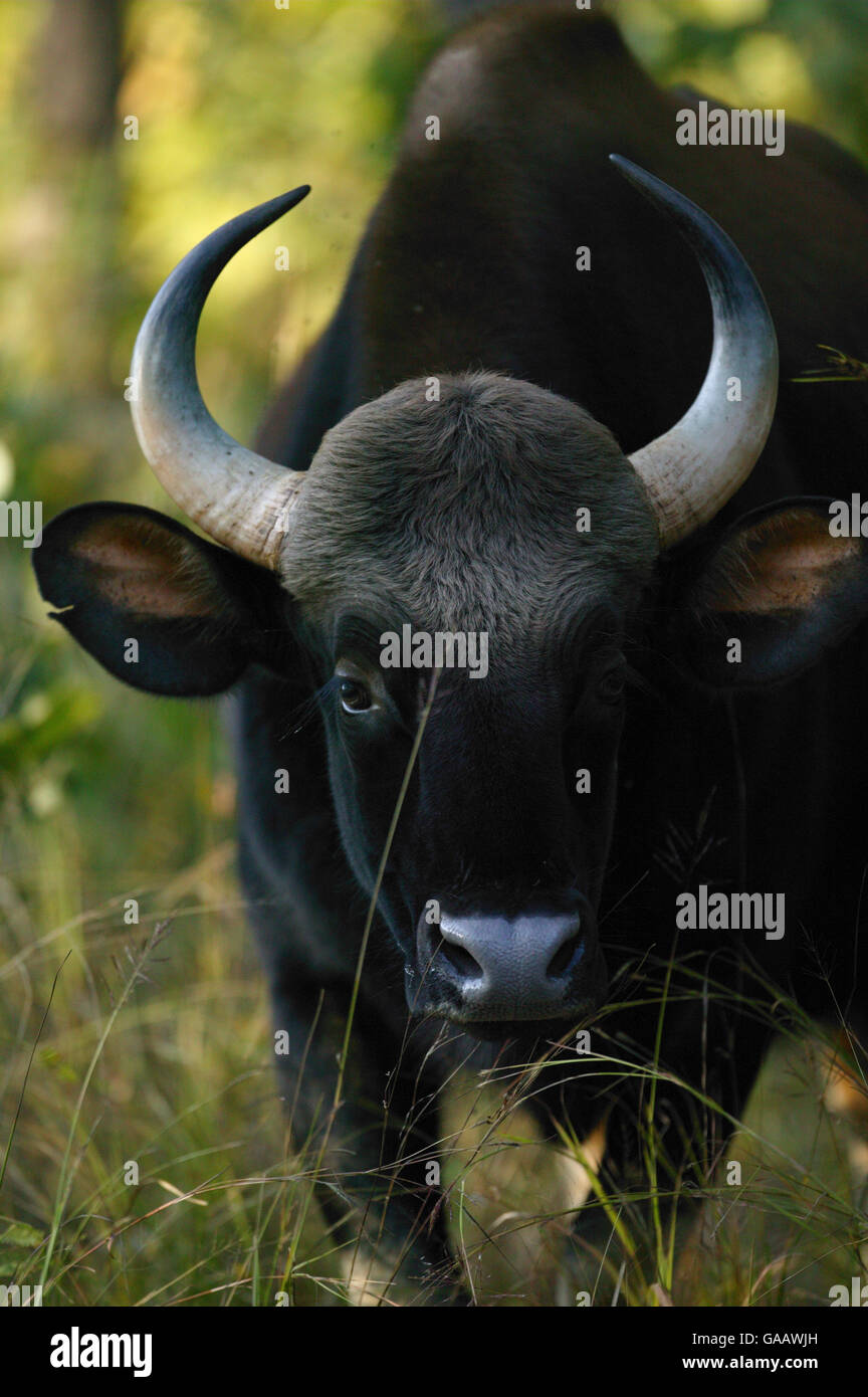 Indian gaur (Bos gaurus) portrait of female, Kanha National Park, India ...