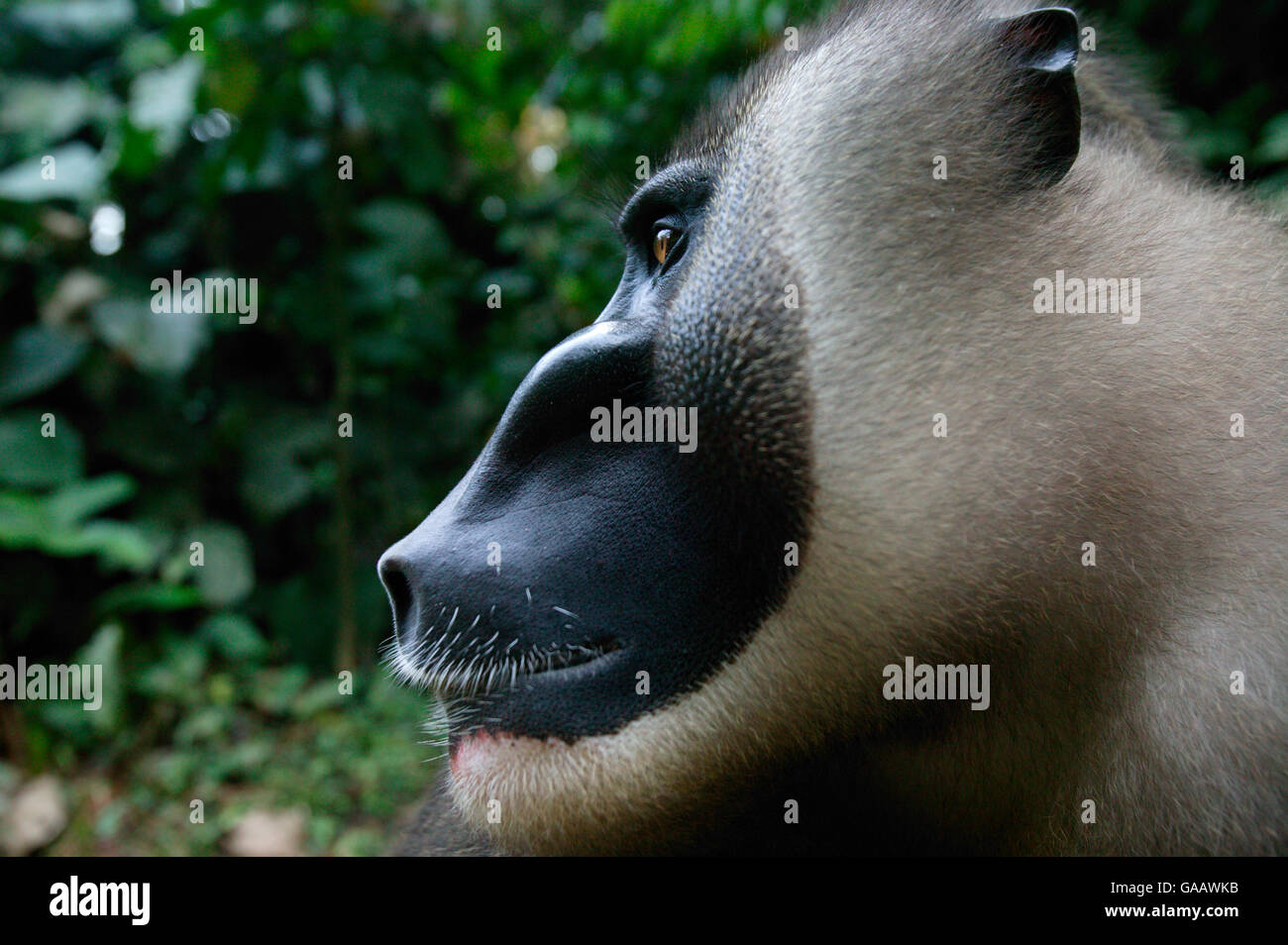Side view of mandrill hi-res stock photography and images - Alamy