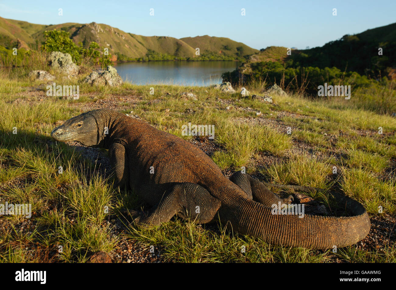 Komodo dragon (Varanus komodoensis) in habitat with boat, Rinca Island ...