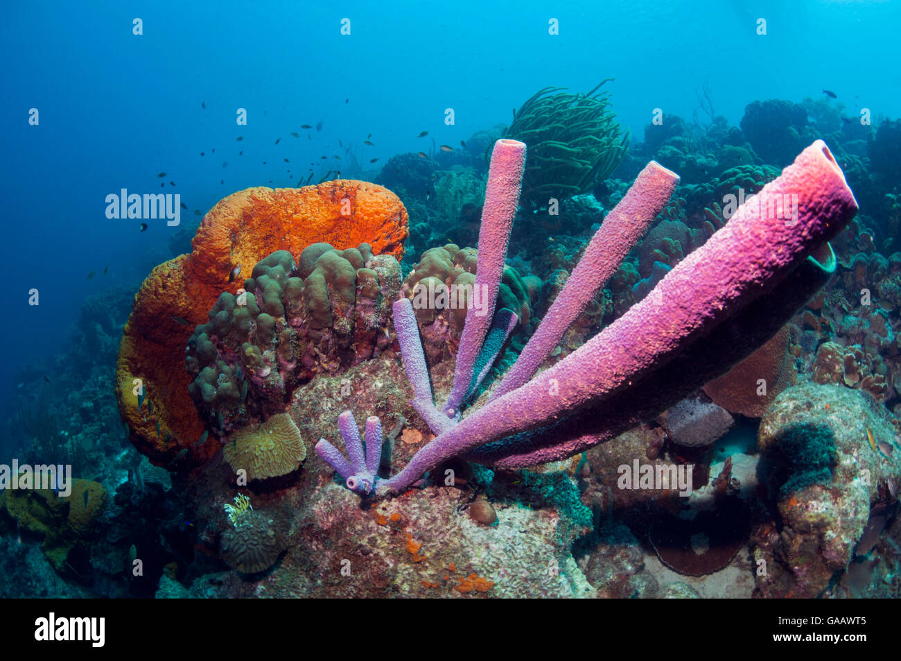 Stove-pipe sponge (Aplysina archeri) and Orange elephant ear sponge ...