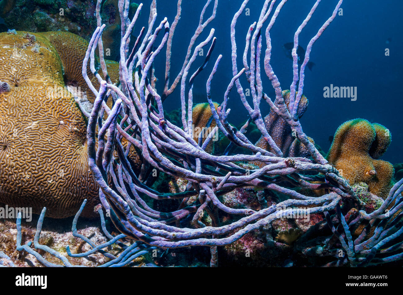 Row pore rope sponge (Aplysina cauliformis) Bonaire, Netherlands ...