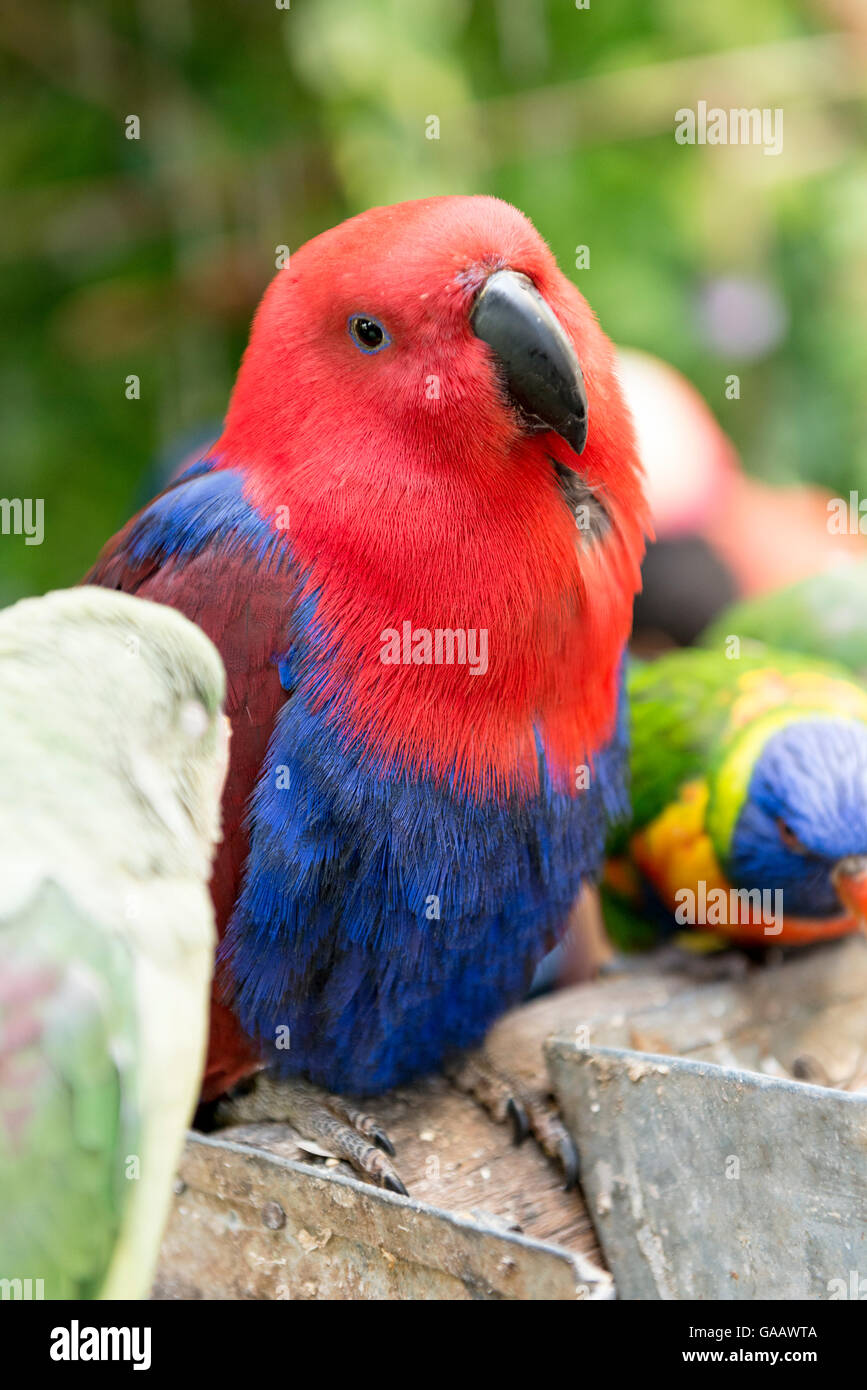 Blue parrot red beak hi-res stock photography and images - Alamy