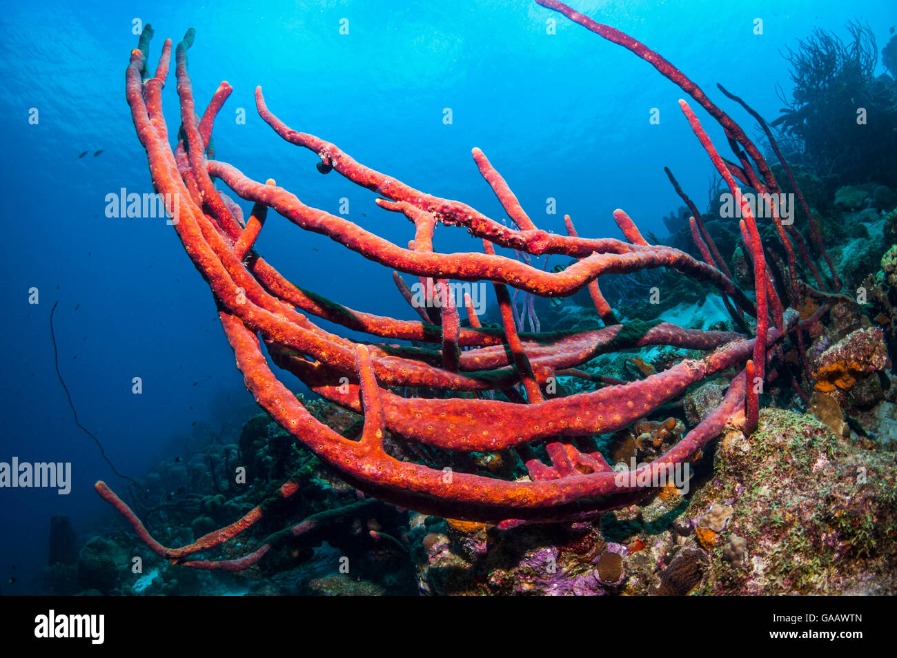 Erect rope sponge (Amphimedon compressa) Bonaire, Netherlands Antilles ...