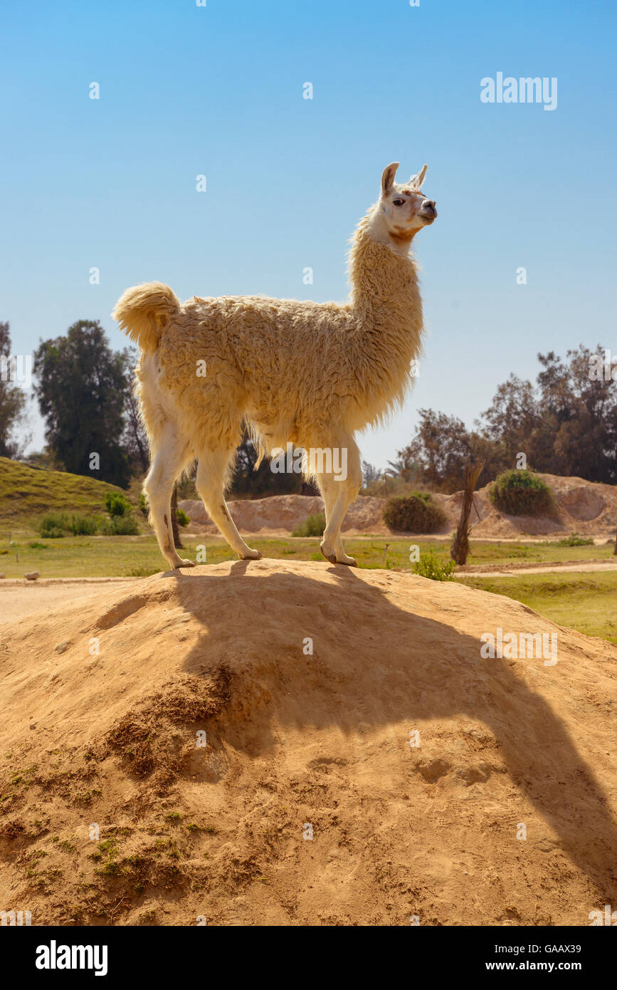 A Portrait of A Cute Lama Standing on A Rock Stock Photo - Alamy
