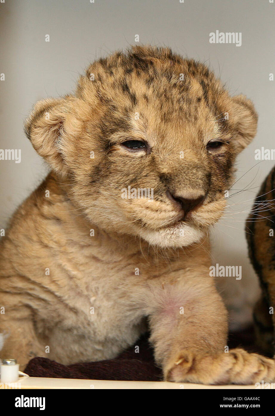 Tejas the baby lion cub, who was born on August 25th at Chester Zoo ...
