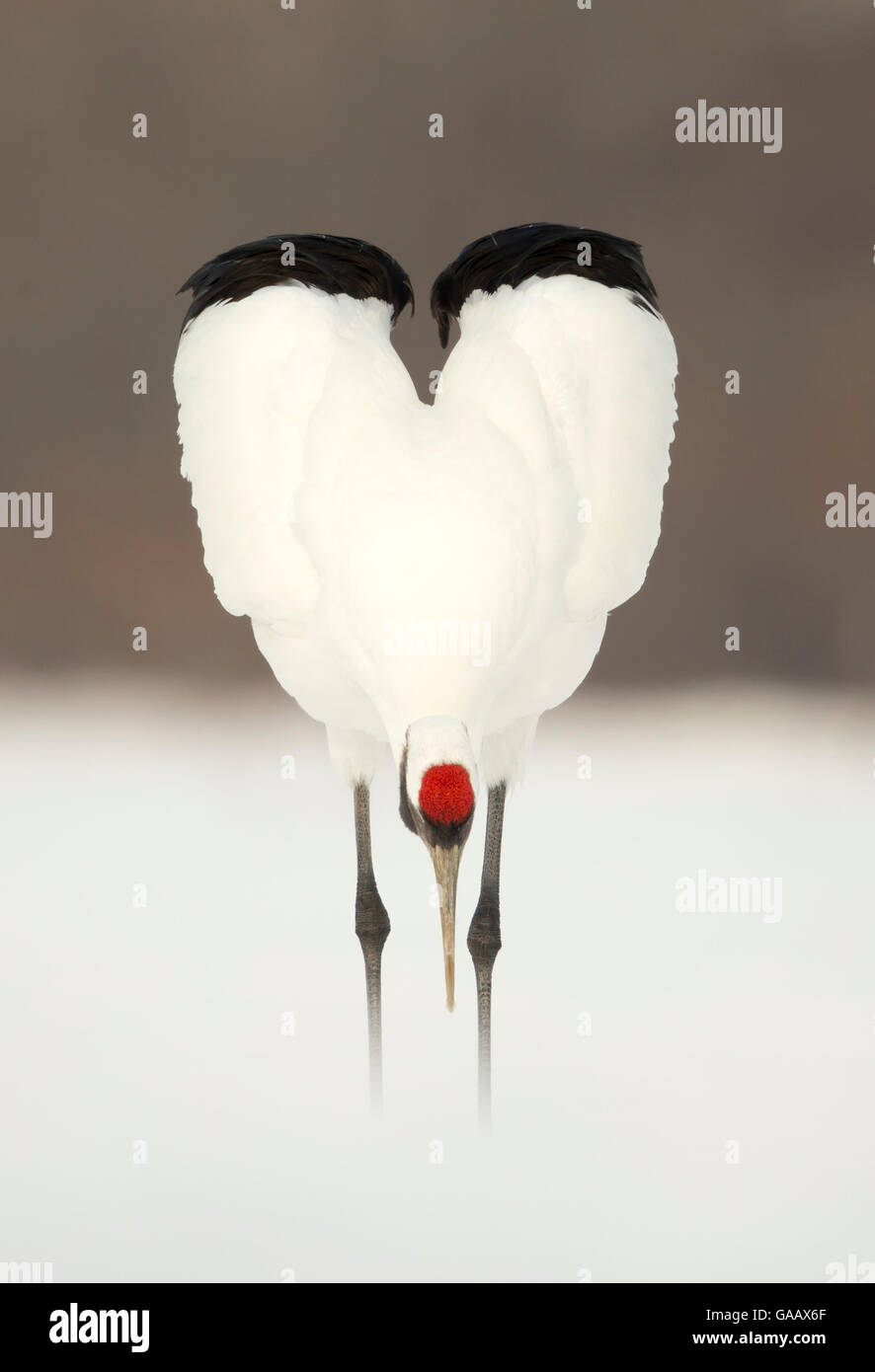 Japanese crane wings japan hokkaido hi-res stock photography and images ...