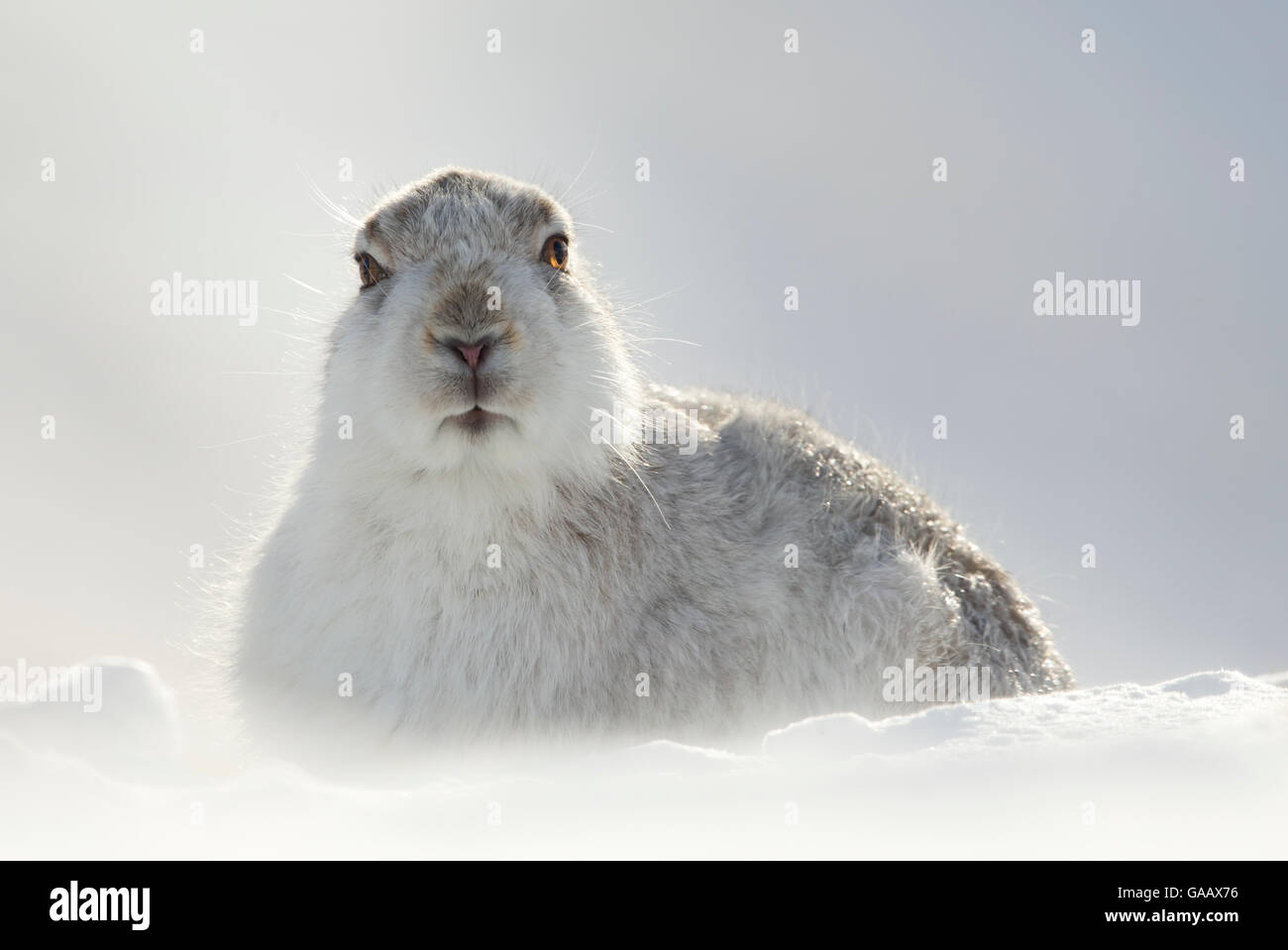 Hare ears back hi-res stock photography and images - Alamy