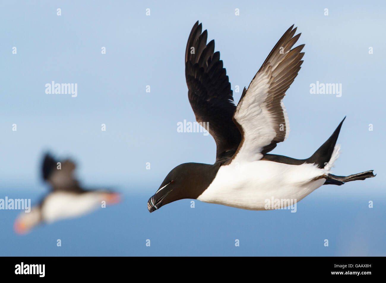Alca arctica hi-res stock photography and images - Alamy