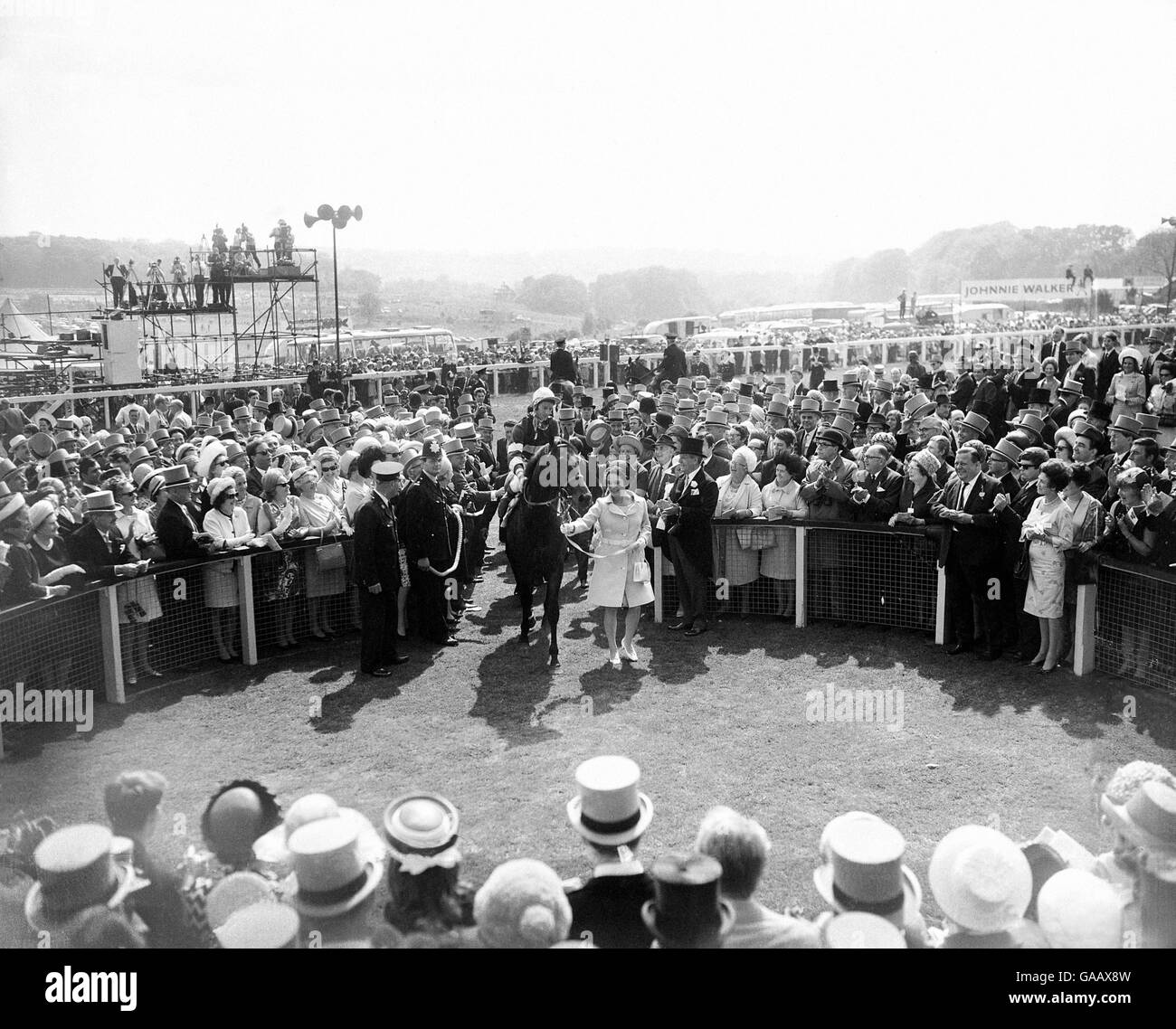 Sir Ivor, ridden by Lester Piggott, is led into the winner's enclosure ...