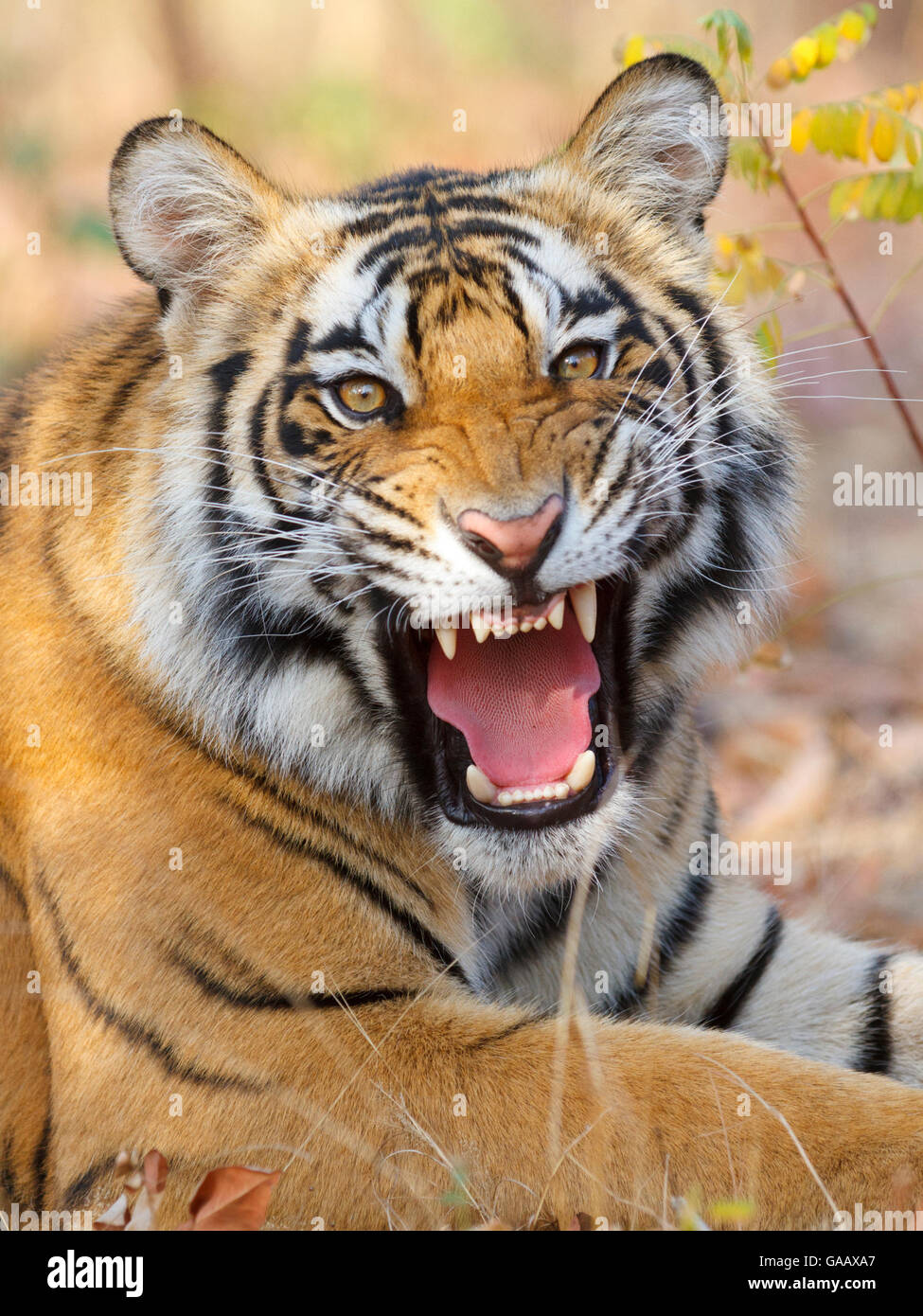 Bengal tiger (Panthera tigris) baring teeth, Bandhavgarh, India Stock ...