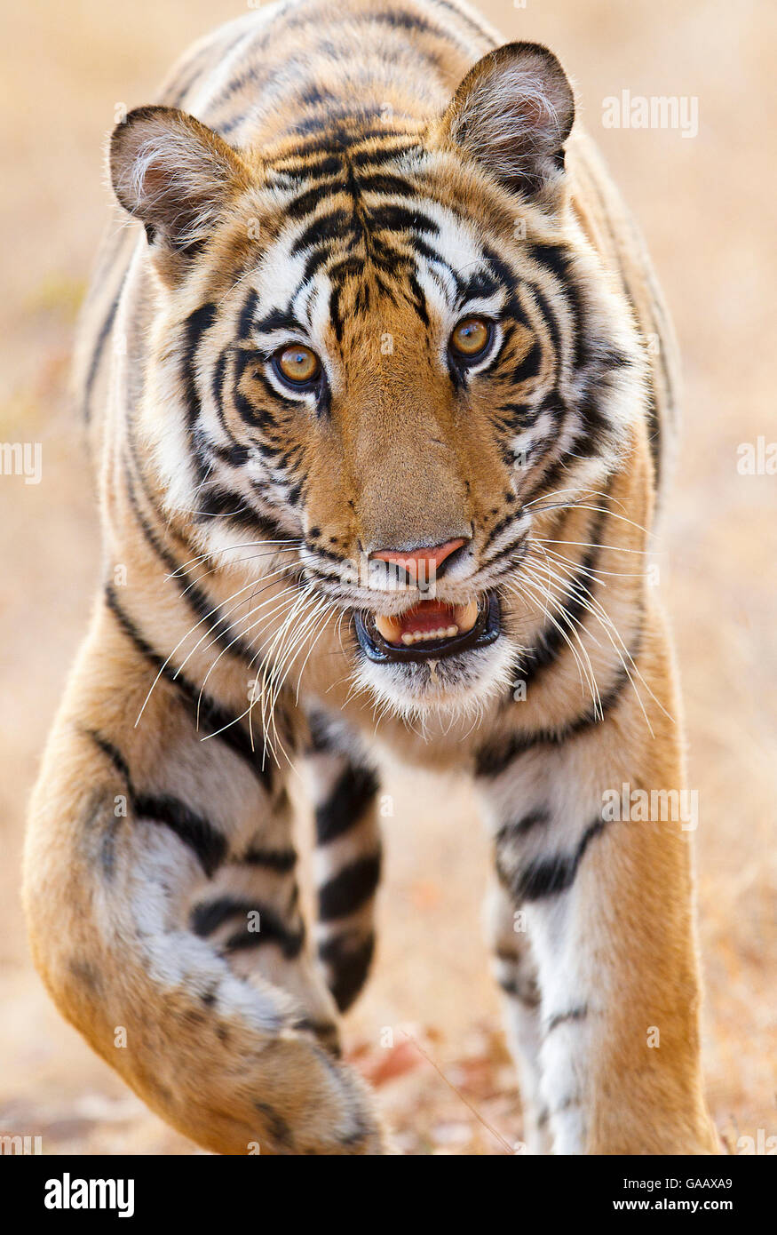 Bengal tiger (Panthera tigris tigris) portrait, Bandhavgarh, India ...