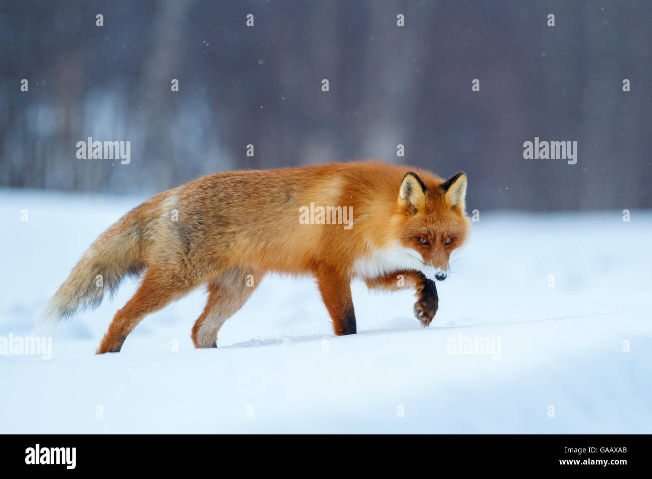 Red fox (Vulpes vulpes) walking through snow, Lapland, Finland, March ...
