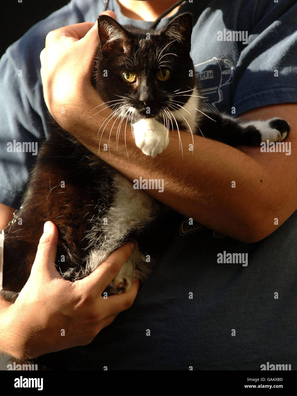 Sybil, the new cat at 10 Downing Street, London, is carried in the ...