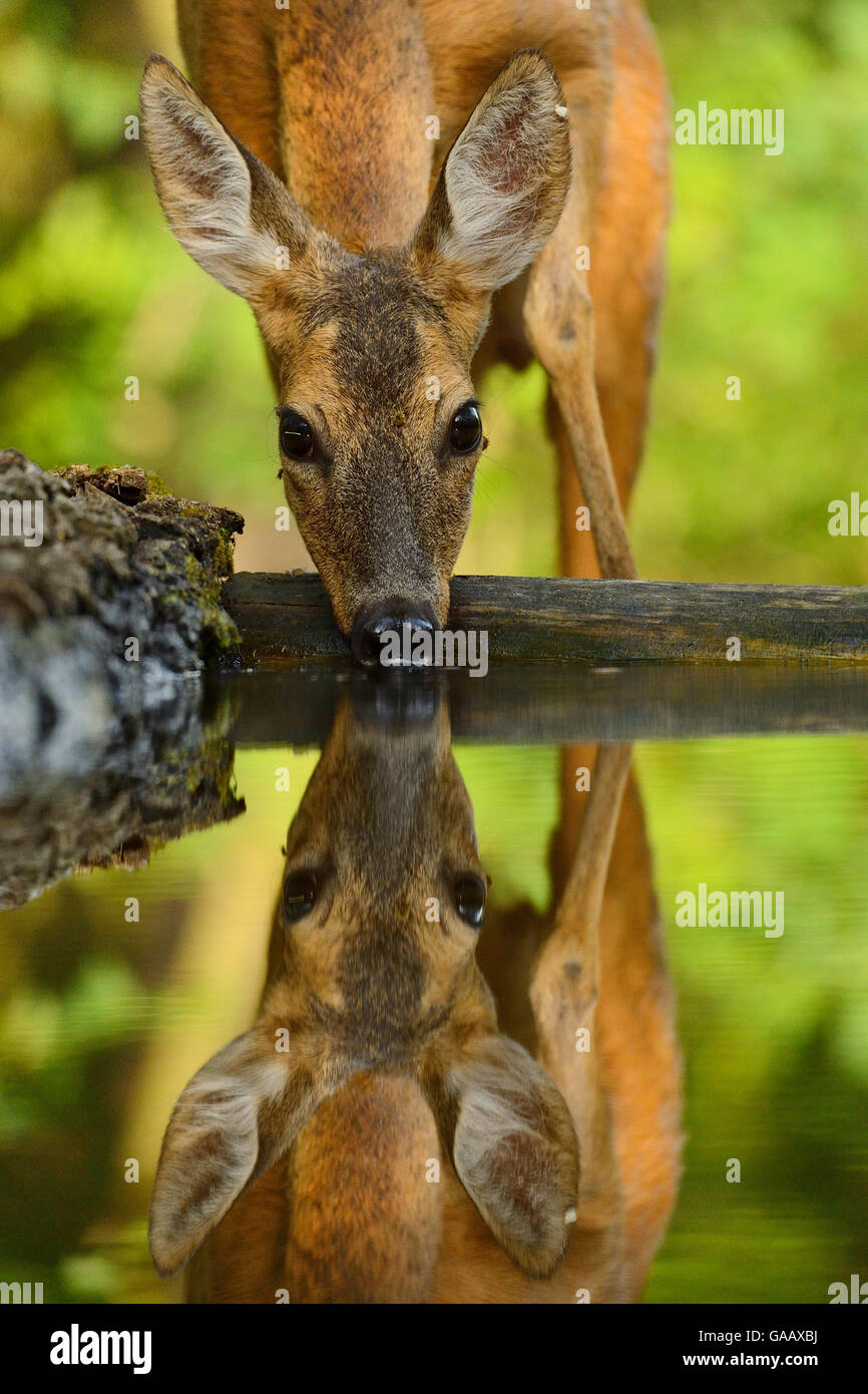 Roe deer (Capreolus capreolus) drinking,Pusztaszer protected landscape ...