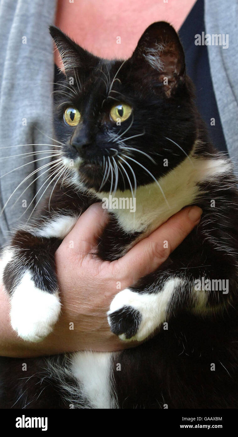 Sybil, the new cat at 10 Downing Street, London, is carried in the ...