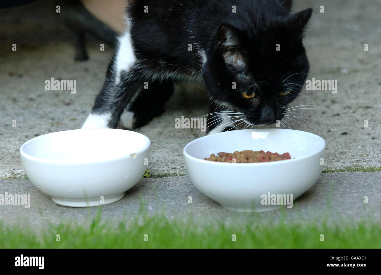 Sybil, the new cat at 10 Downing Street, London, is fed in the garden ...
