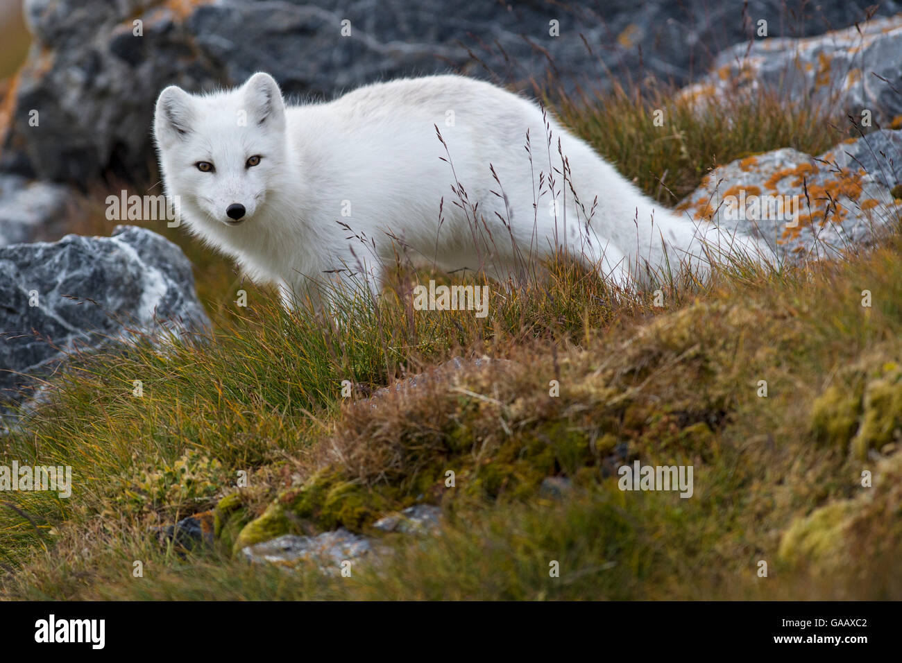 Norway arctic fox hi-res stock photography and images - Alamy
