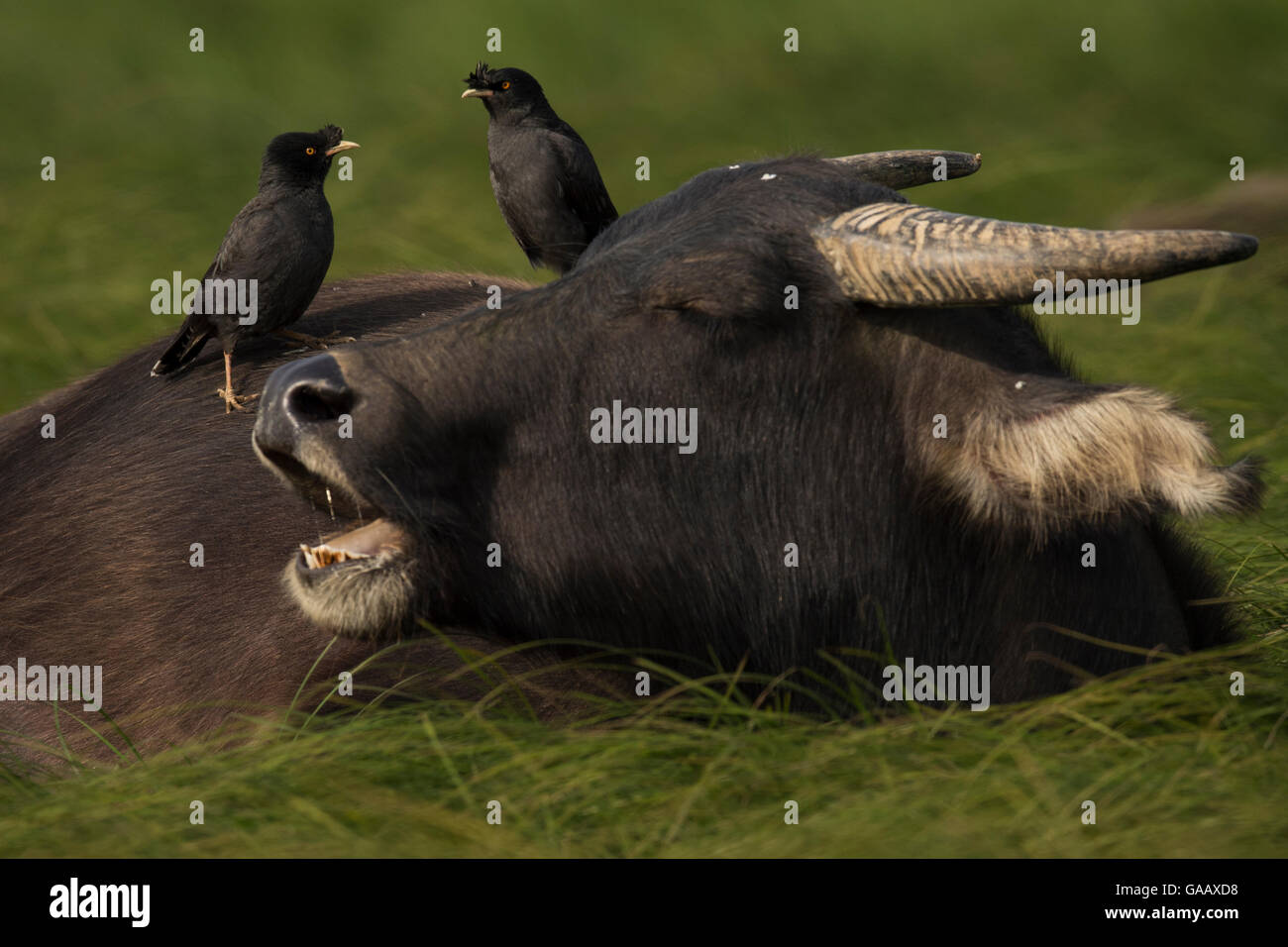 Crested myna birds hi-res stock photography and images - Alamy