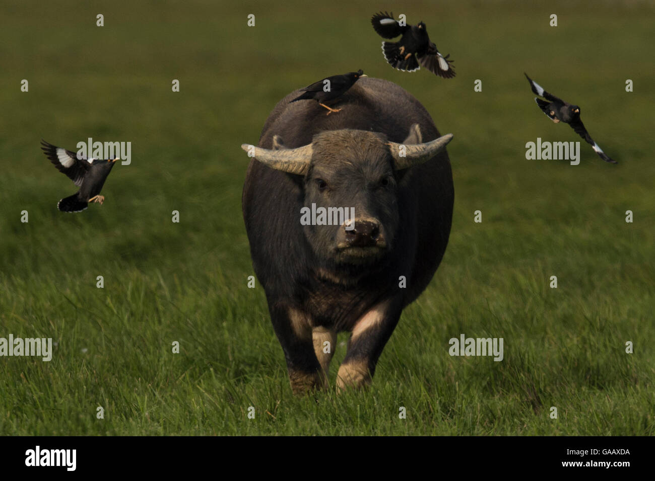Crested myna birds hi-res stock photography and images - Alamy