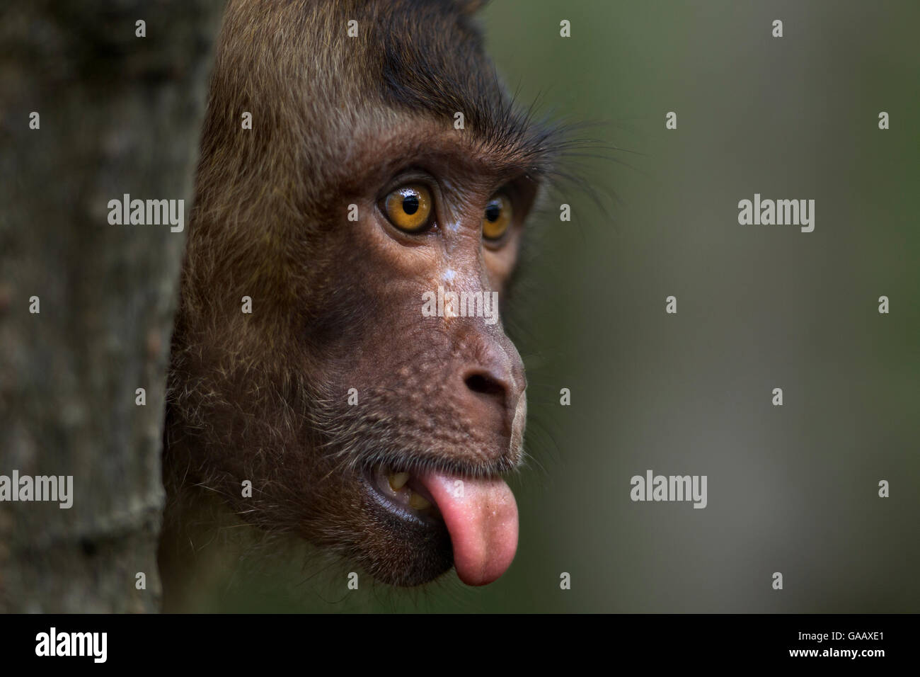 Macaque facial expression hi-res stock photography and images - Alamy