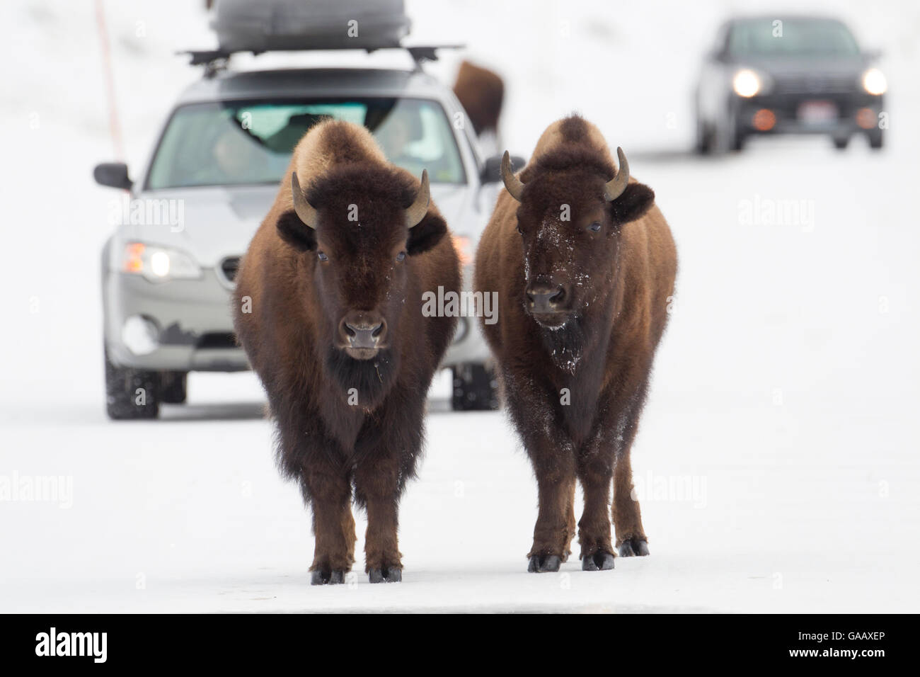 Bison yellowstone cars hi-res stock photography and images - Alamy
