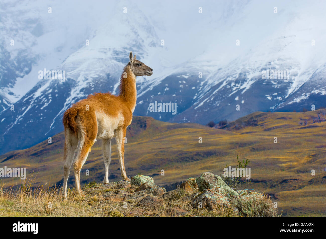 Llama Side Profile High Resolution Stock Photography and Images - Alamy