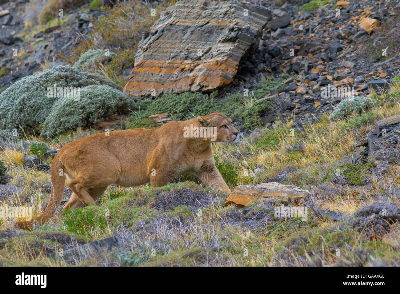 Wild puma (Puma concolor) walking across rocks, profile, Torres del ...