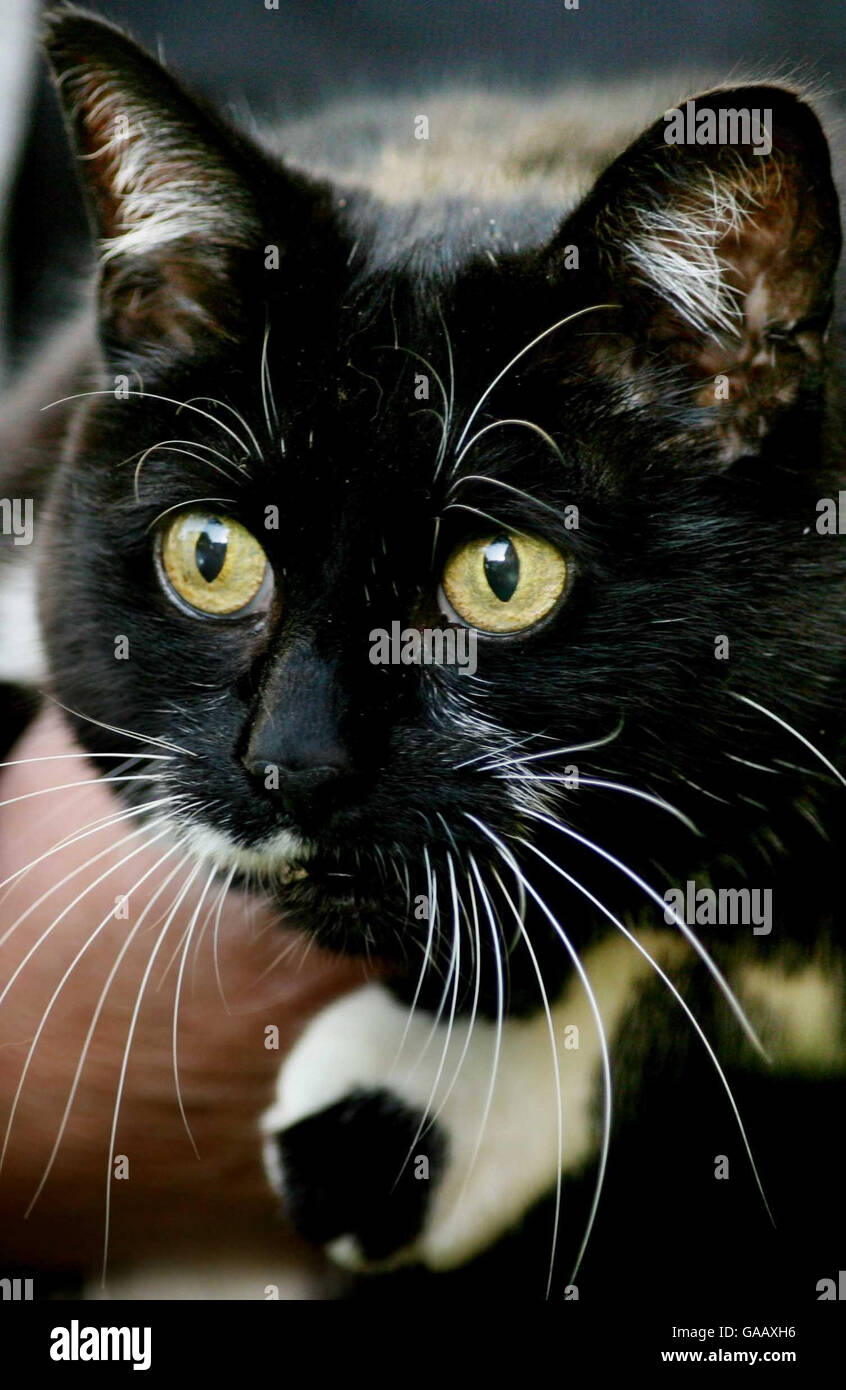 Sybil, the new cat at 10 Downing Street, London, licks her lips in the ...