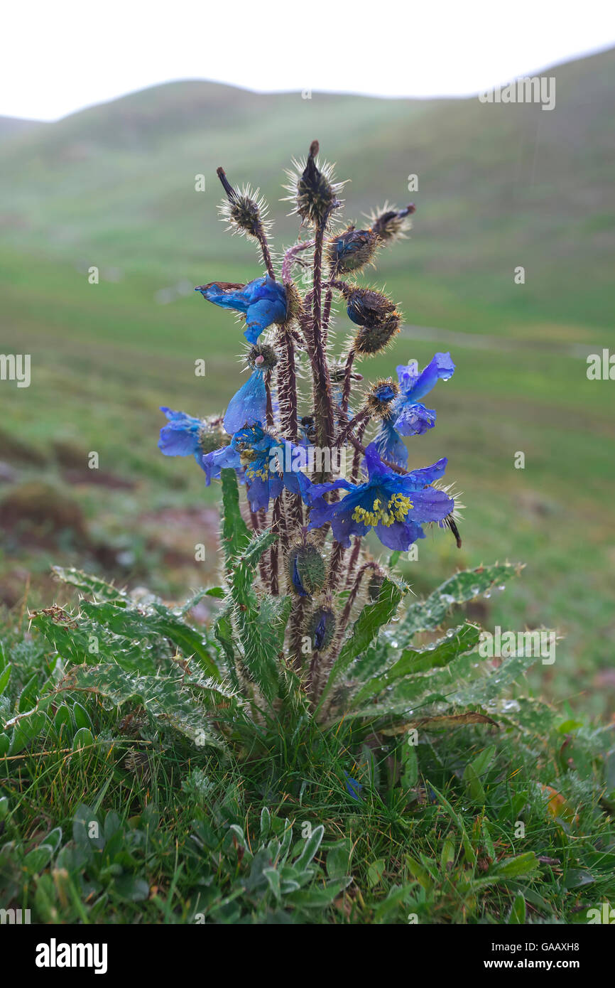 Blue poppy (Meconopsis racemosa var. spinulifera) in misty landscape ...