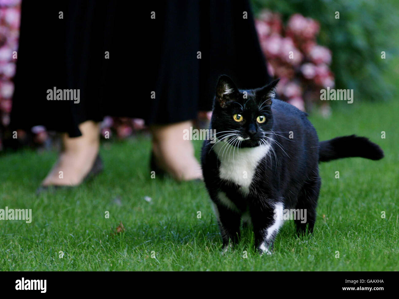 Sybil, the new cat at 10 Downing Street, London, licks her lips in the ...