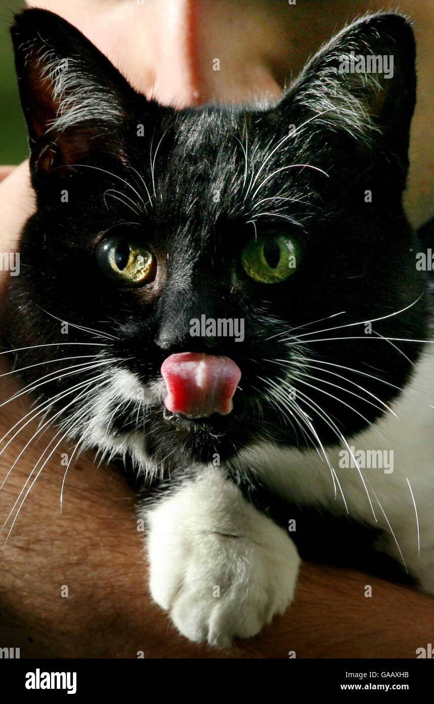 Sybil, the new cat at 10 Downing Street, London, licks her lips in the ...