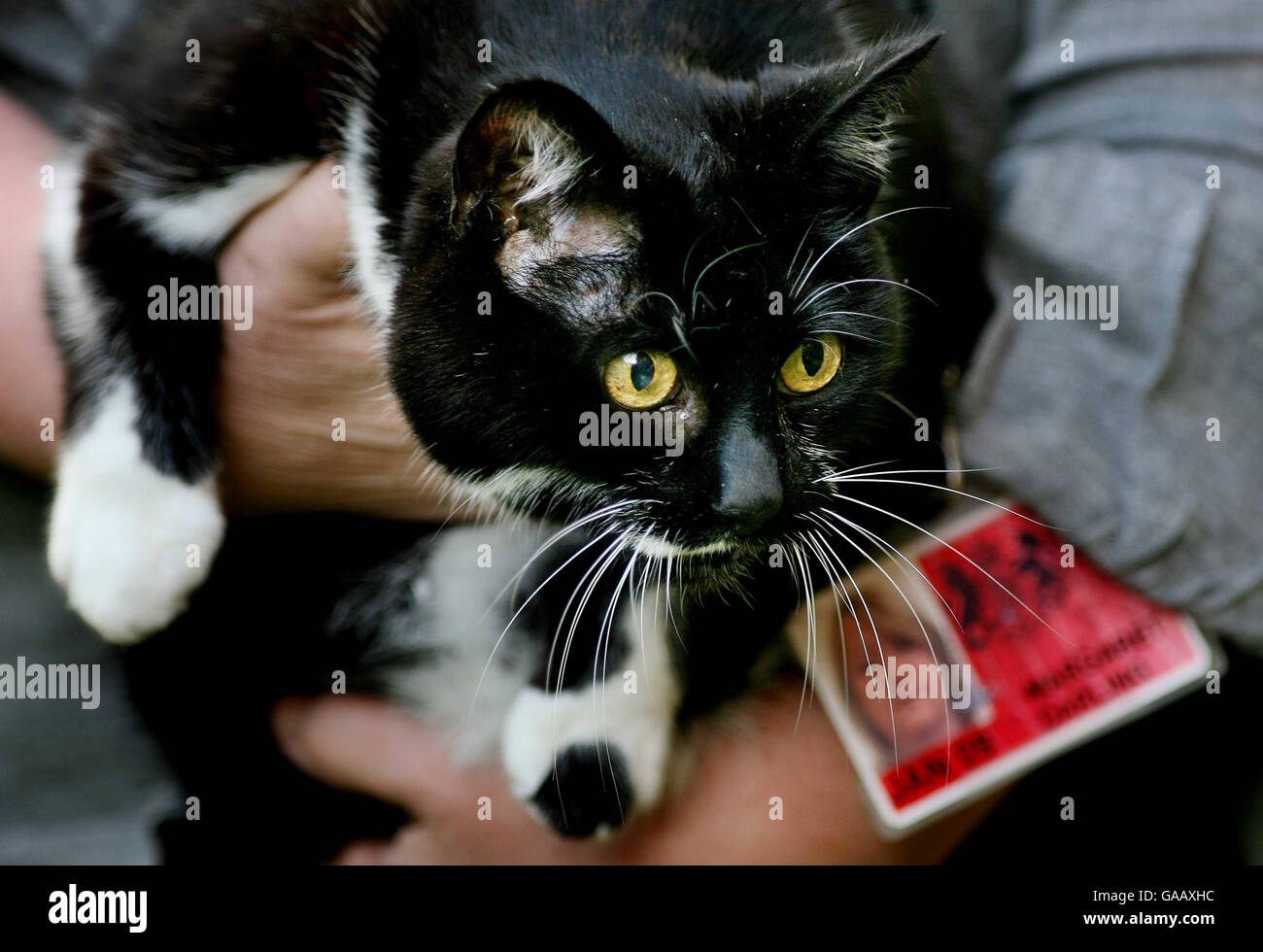 Sybil, the new cat at 10 Downing Street, London, licks her lips in the ...