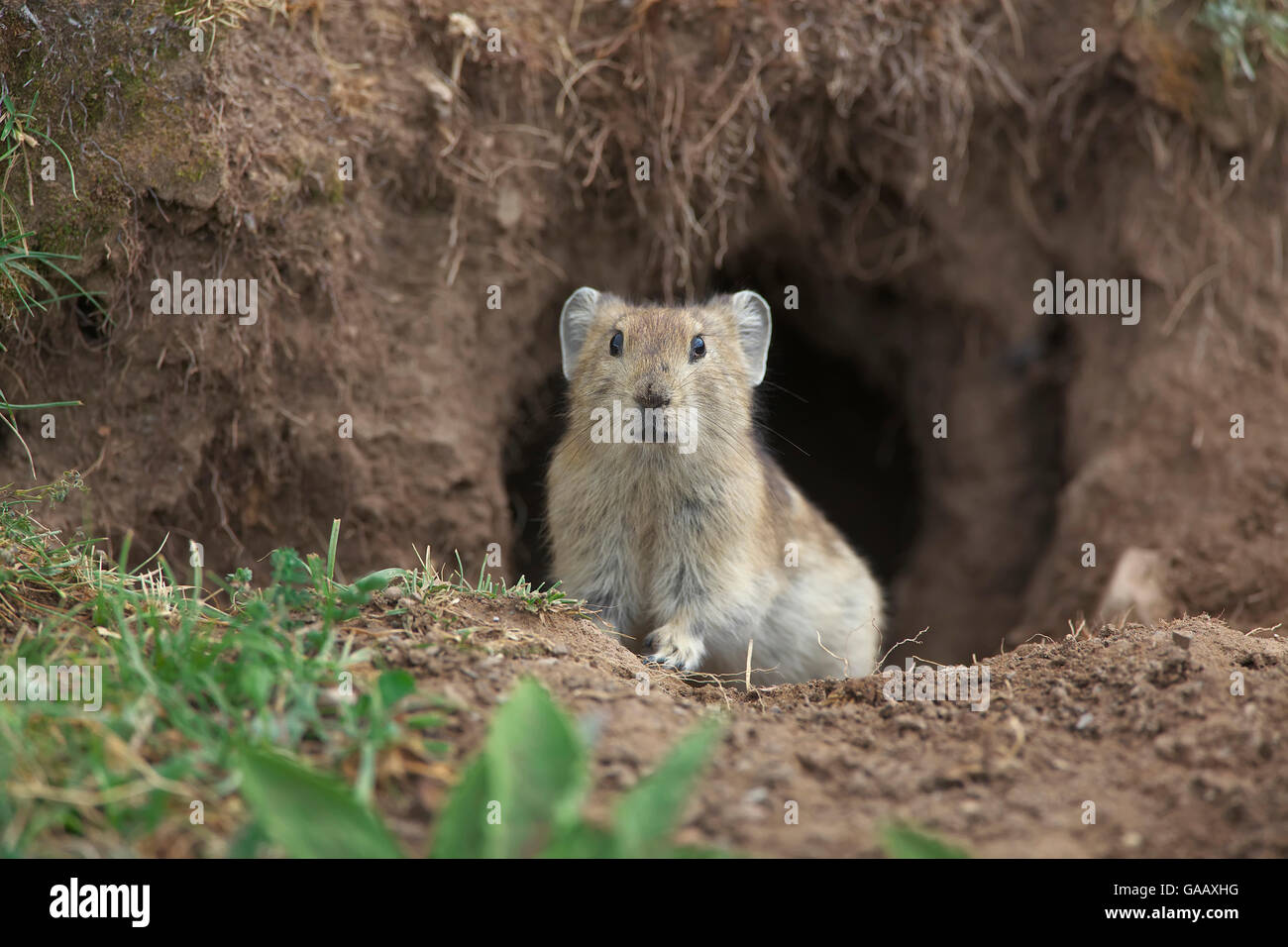 Pikas and burrows hi-res stock photography and images - Alamy