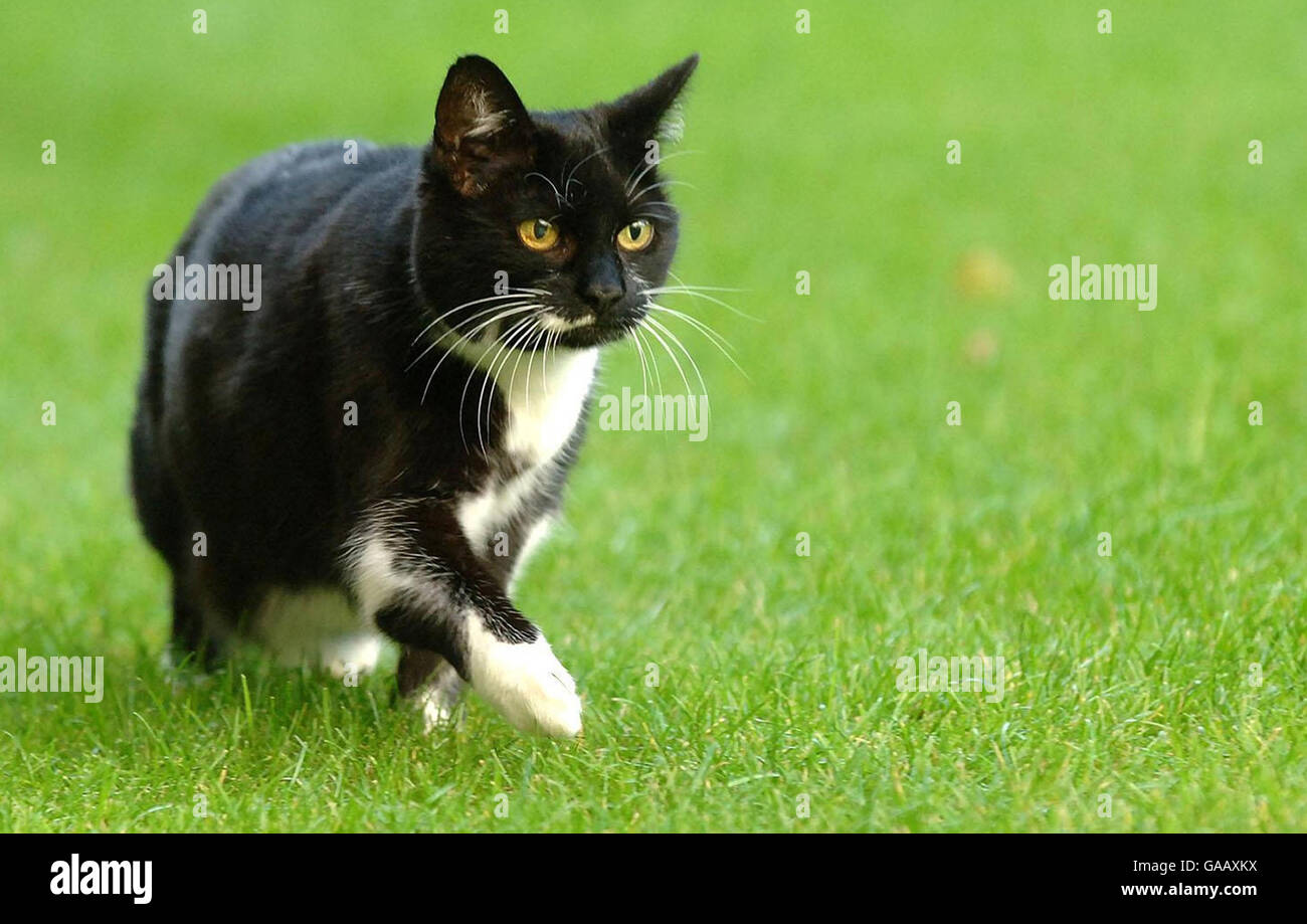 Sybil, the new cat at 10 Downing Street, London, walks in the garden of ...