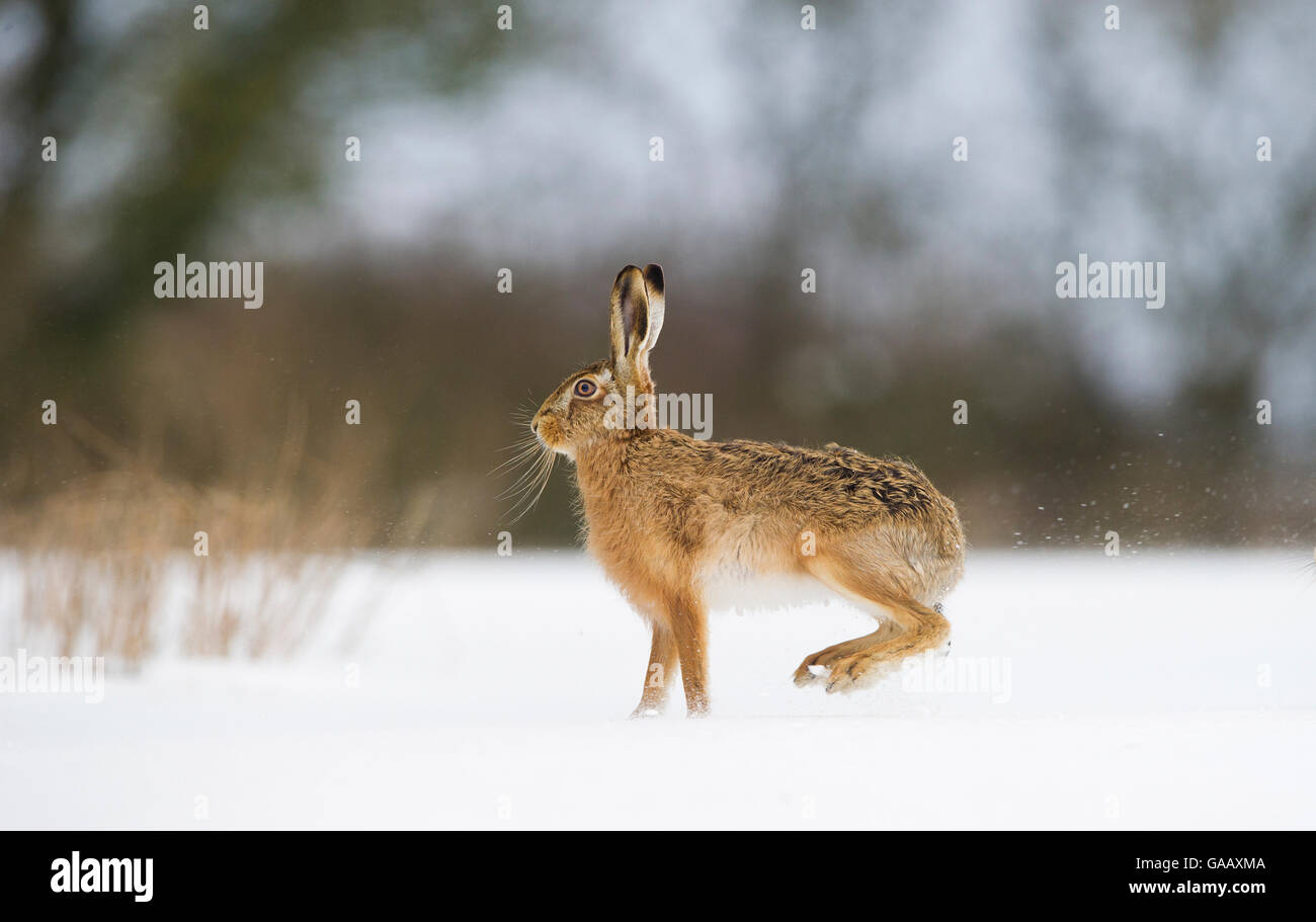 Hare side profile hi-res stock photography and images - Alamy