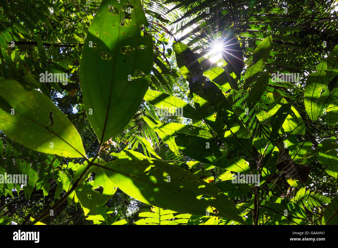 Sun shining through rainforest hi-res stock photography and images - Alamy